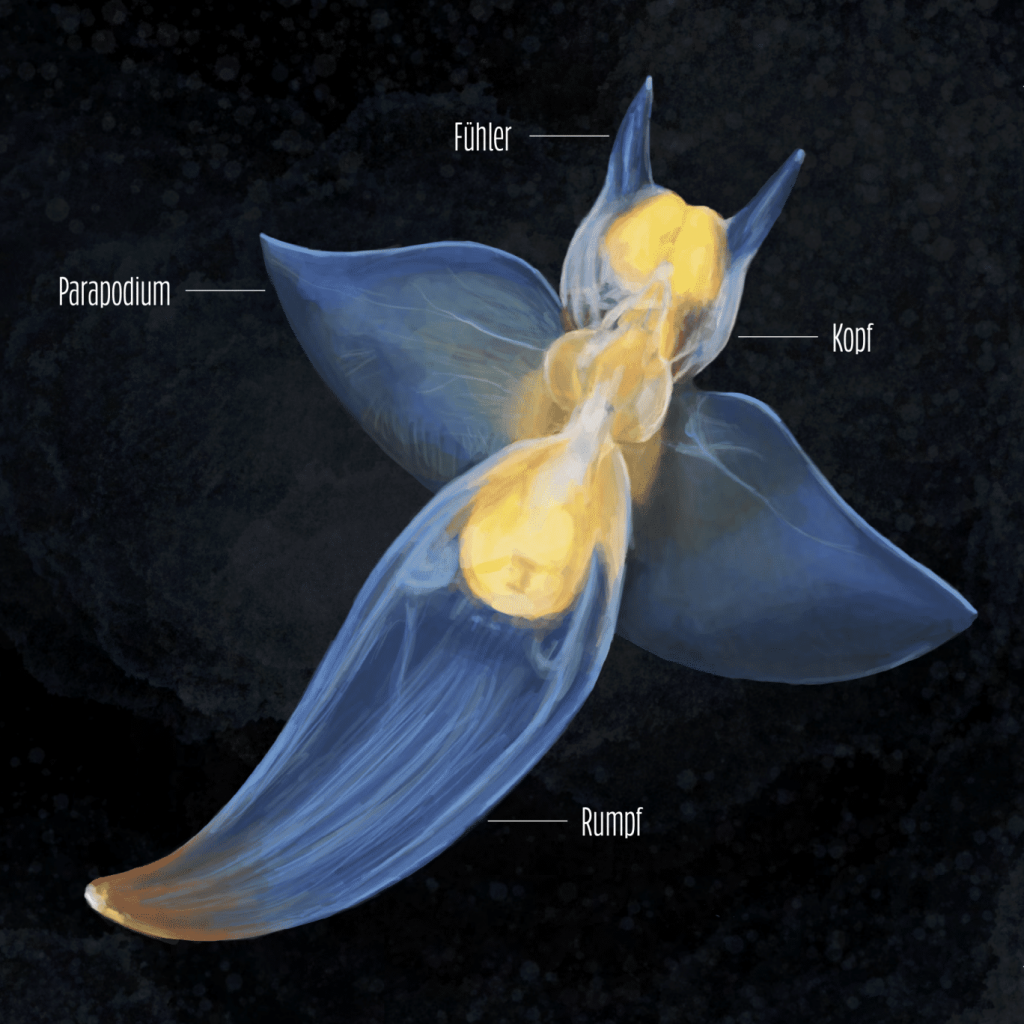 Scientific Informations about the Seaangel and Lionfish - Kim Kieffer